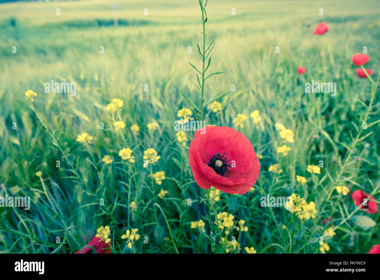 Spring in nature hi-res stock photography and images - Alamy