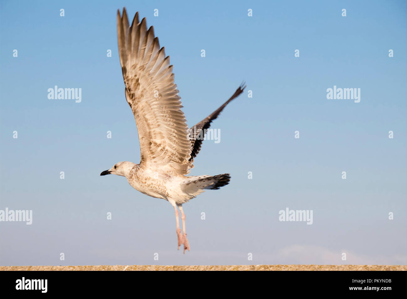 Seagull legs hi-res stock photography and images - Alamy