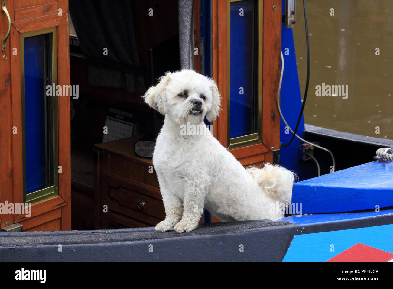 Dog narrow boat hi-res stock photography and images - Alamy