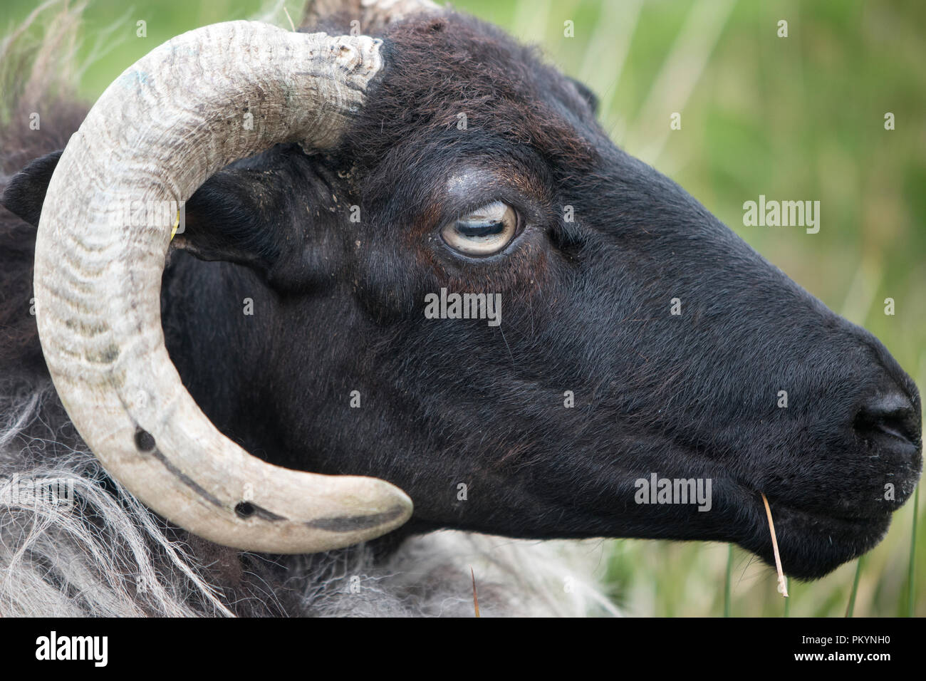 Sheep closeup horn hi-res stock photography and images - Alamy