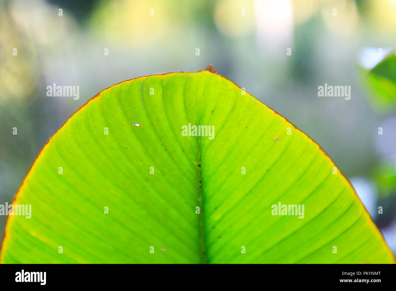 Big green leaf hi-res stock photography and images - Alamy