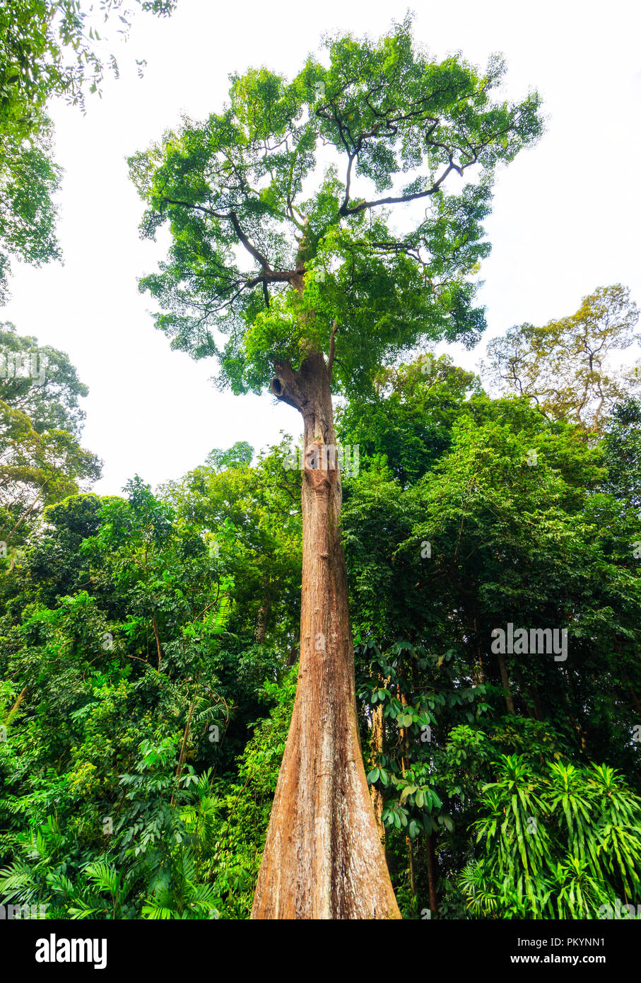 A Tall Tree Stock Photo Alamy a-tall-tree-stock-photo-alamy