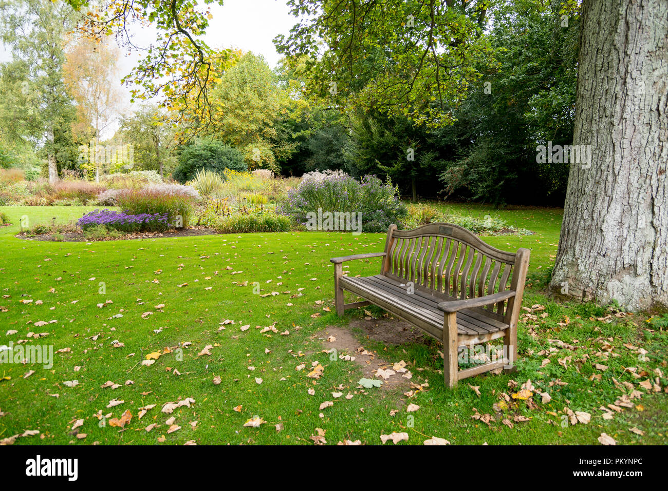 ‘bressingham white’ hi-res stock photography and images - Alamy