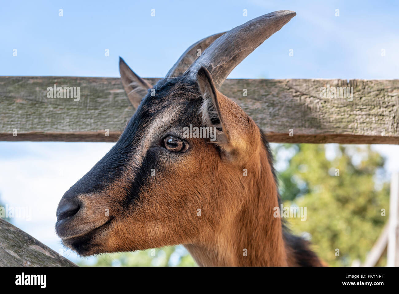 Orange young goat with black stripes and horns, expressive eyes ...