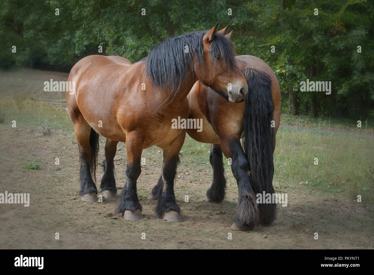 Two draft horses hi-res stock photography and images - Alamy