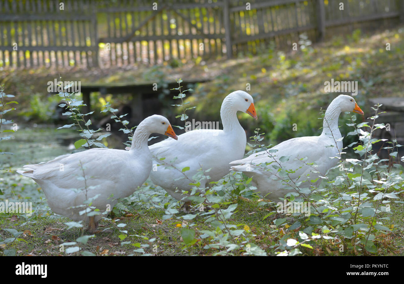 three geese in single file Stock Photo - Alamy