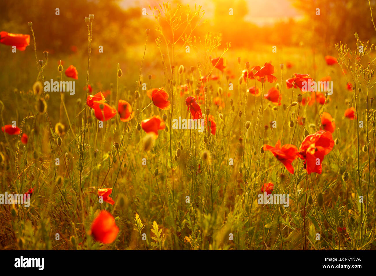 beautiful poppy field at sunset in the sun Stock Photo - Alamy
