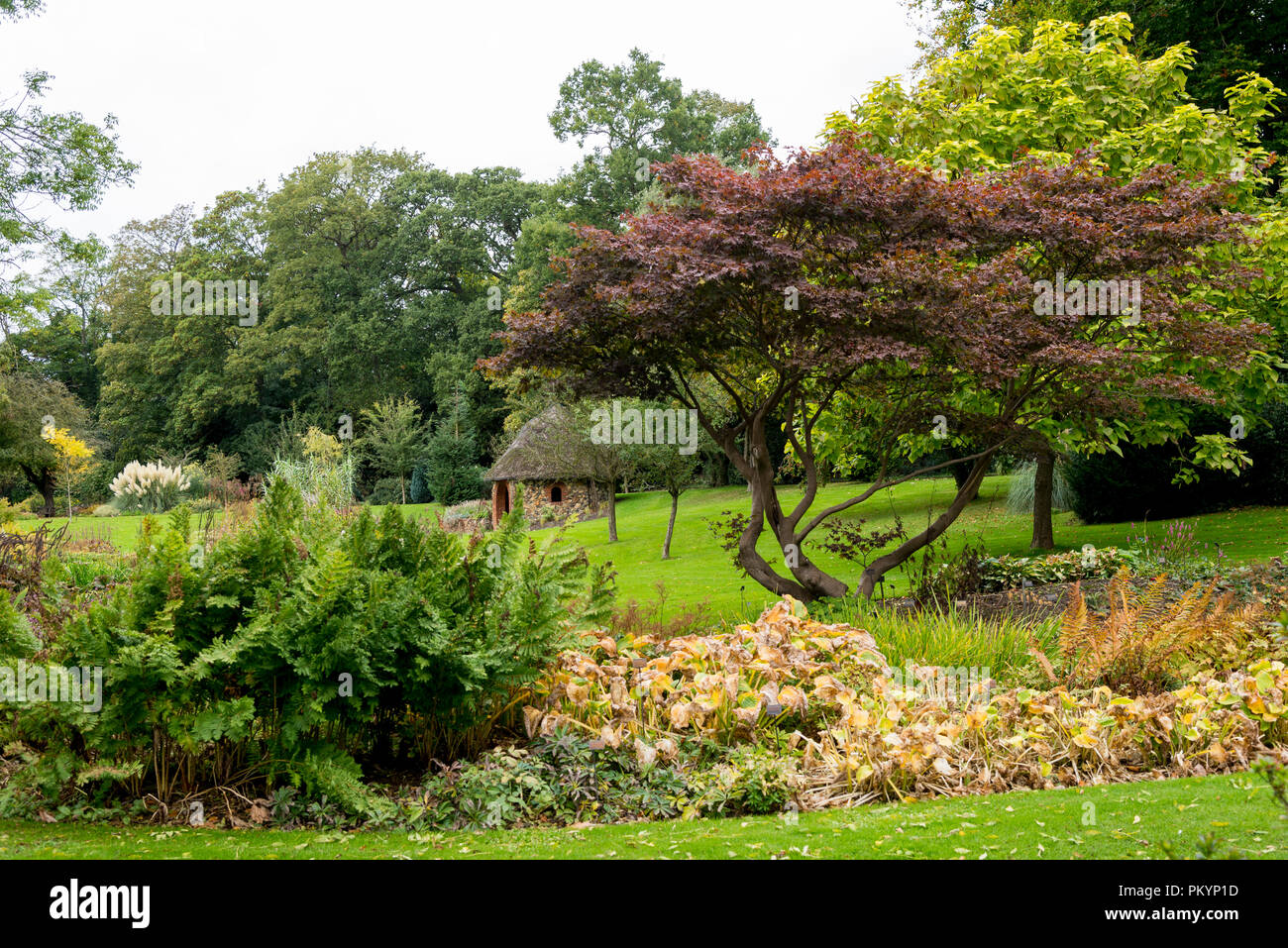 ‘bressingham white’ hi-res stock photography and images - Alamy