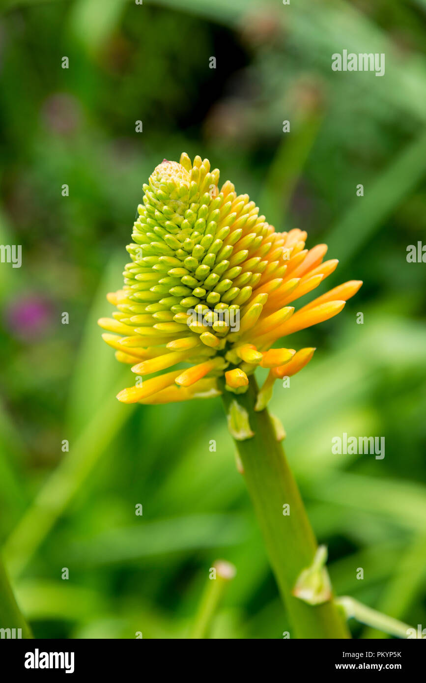 Kniphofia rooperi - Roopers red-hot poker Stock Photo - Alamy