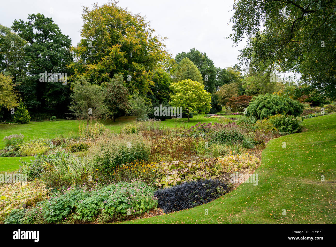 ‘bressingham white’ hi-res stock photography and images - Alamy