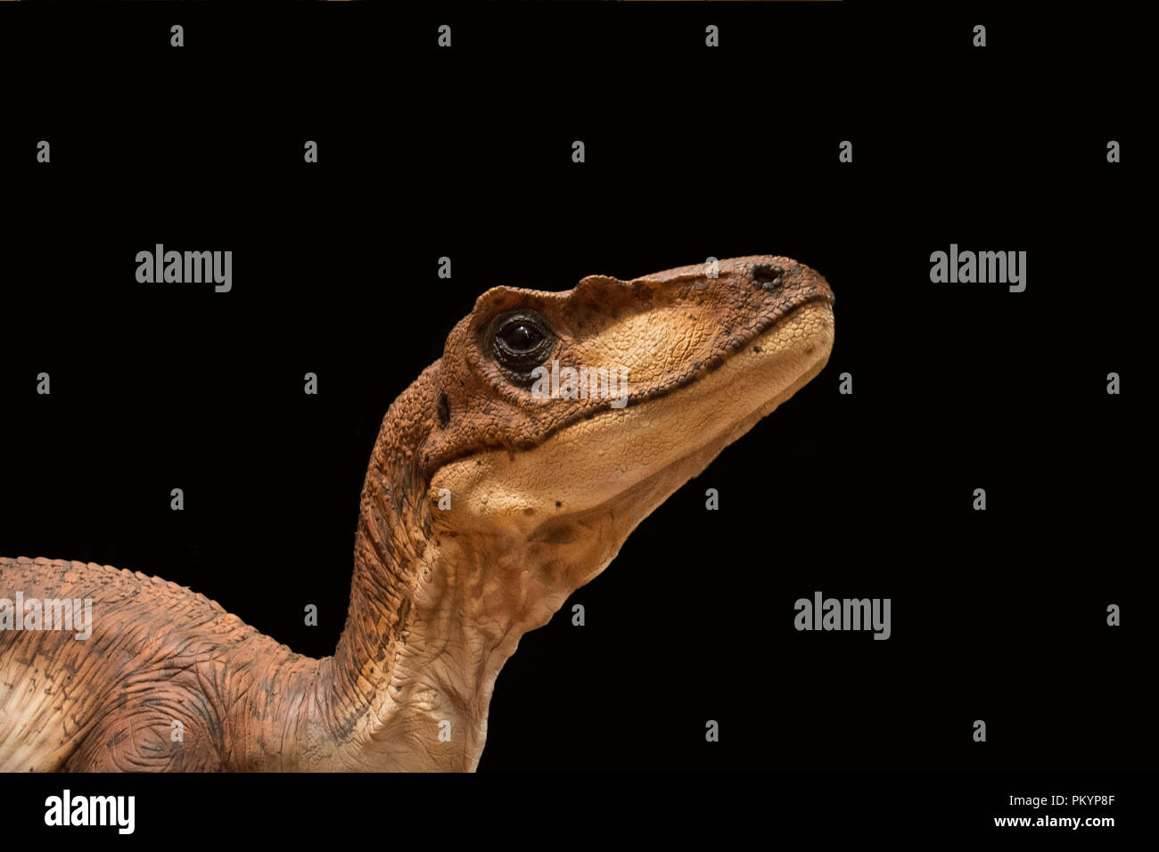 Velociraptor isolated on black background Stock Photo - Alamy