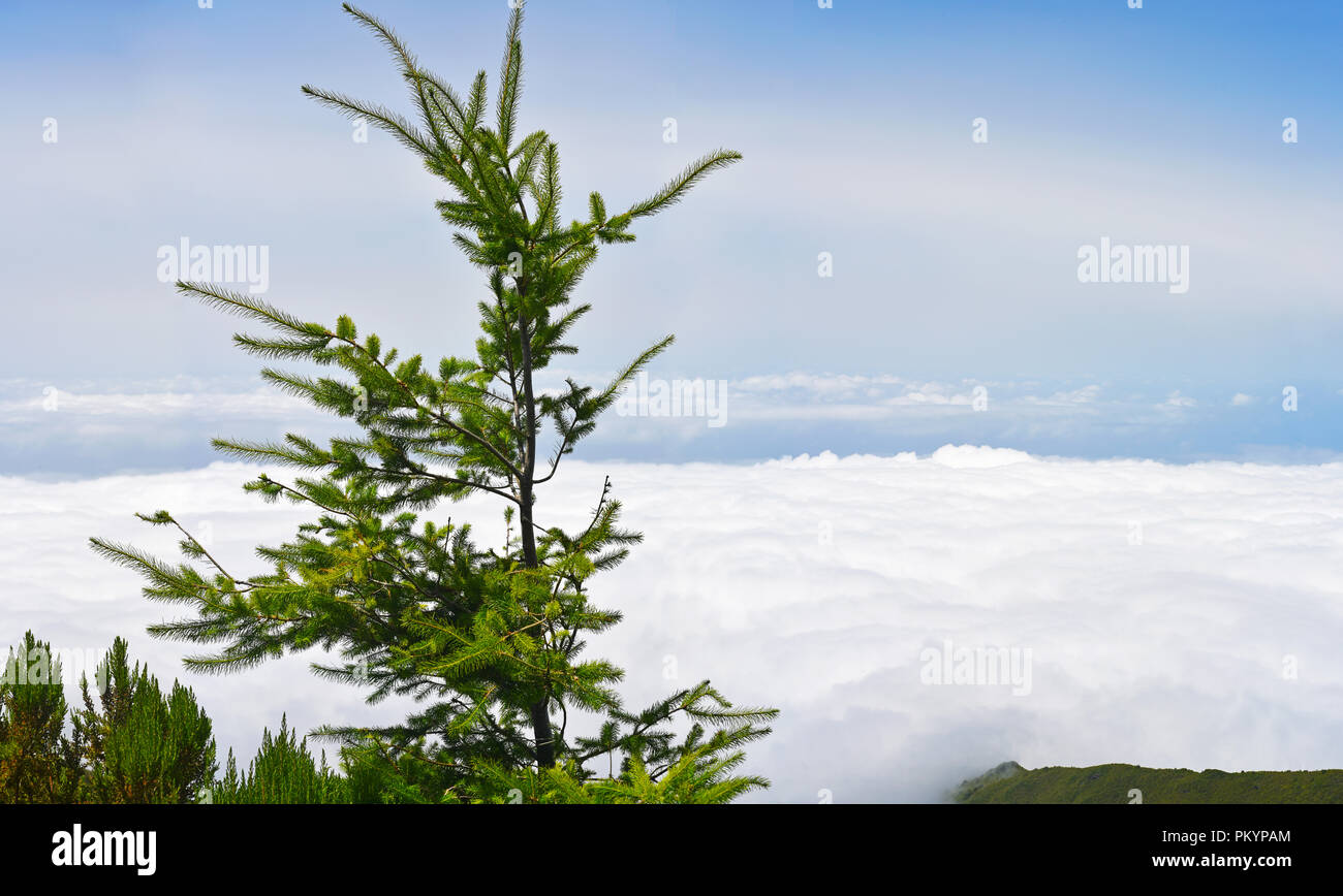 Green small Fir-tree in high mountain above the clouds. Summer sunny ...