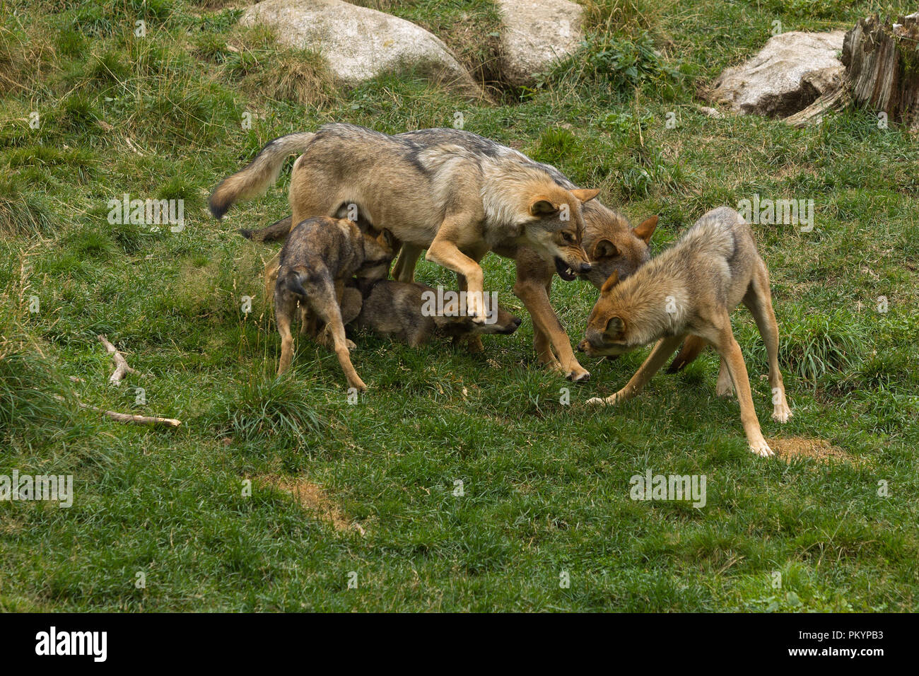 Wolves pack hi-res stock photography and images - Alamy