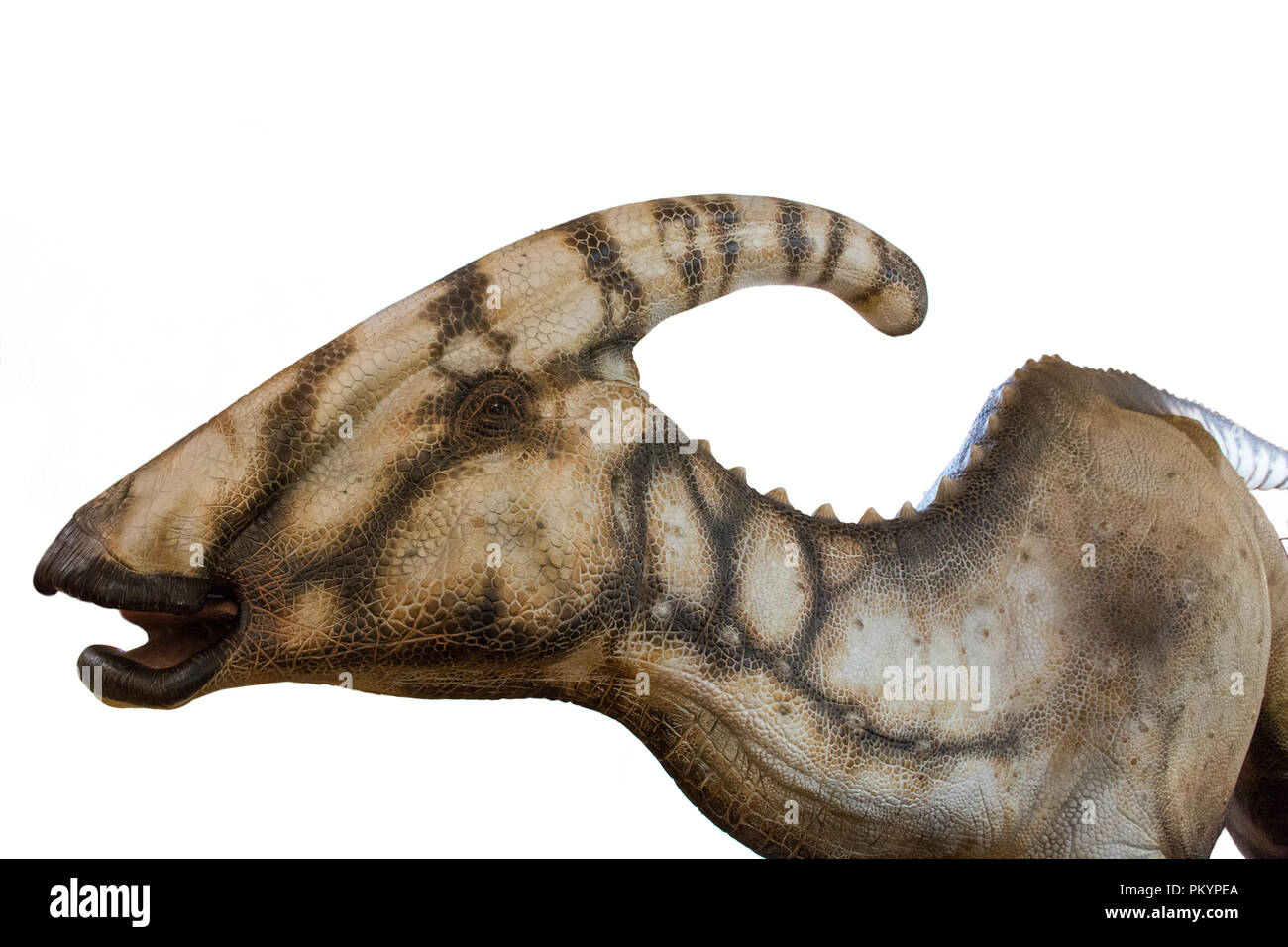 Parasaurolophus isolated on white background Stock Photo - Alamy