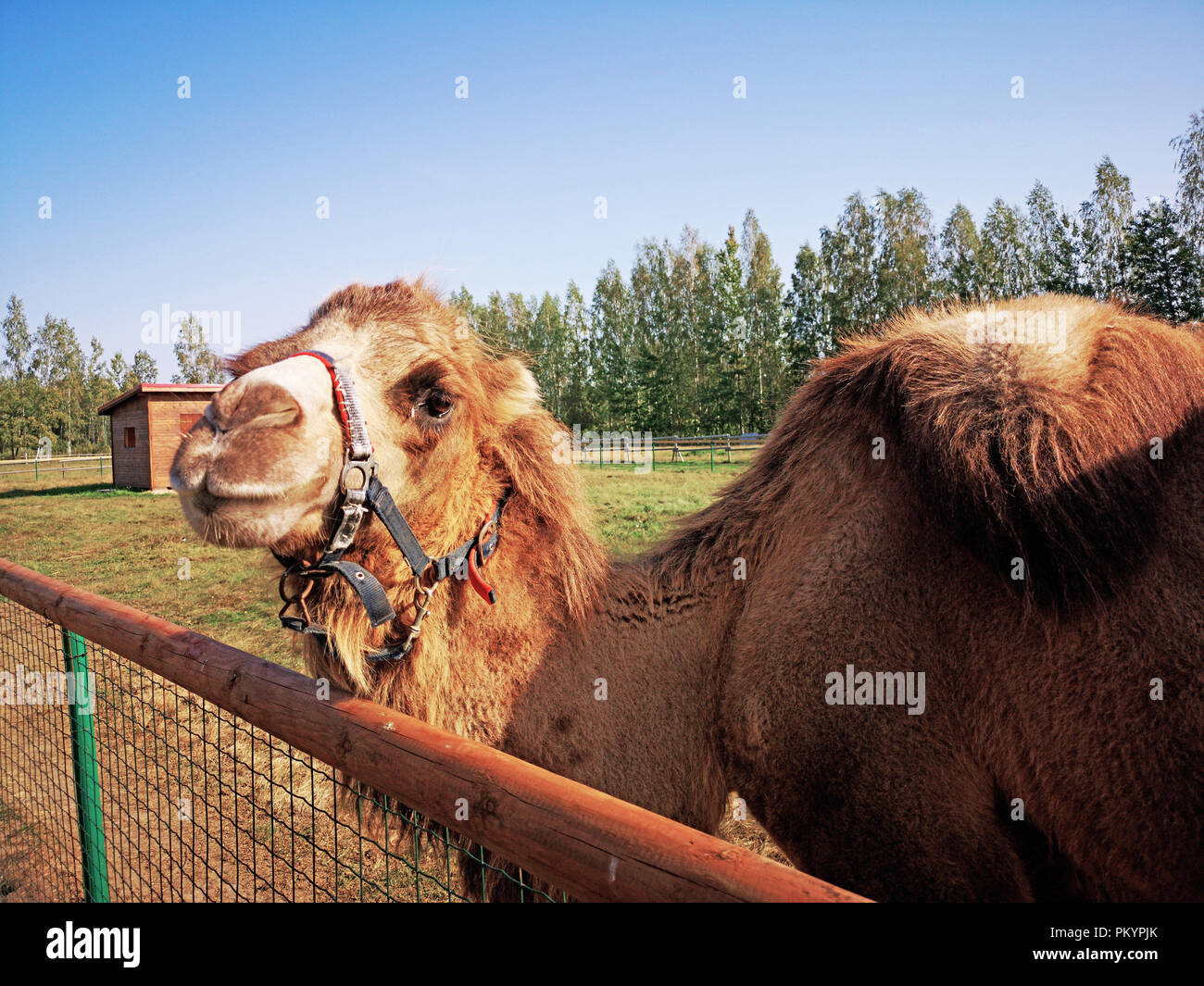 Camel teeth image hi-res stock photography and images - Alamy