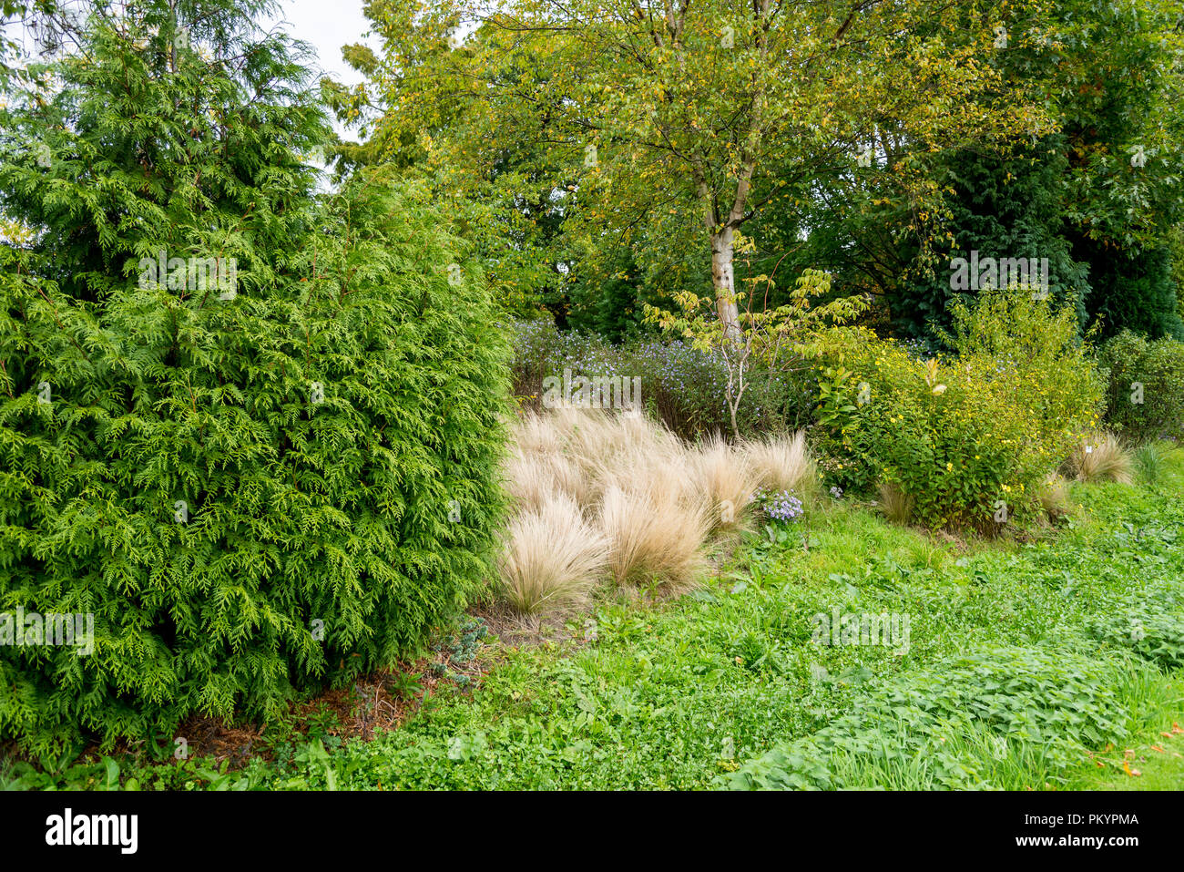 ‘bressingham white’ hi-res stock photography and images - Alamy