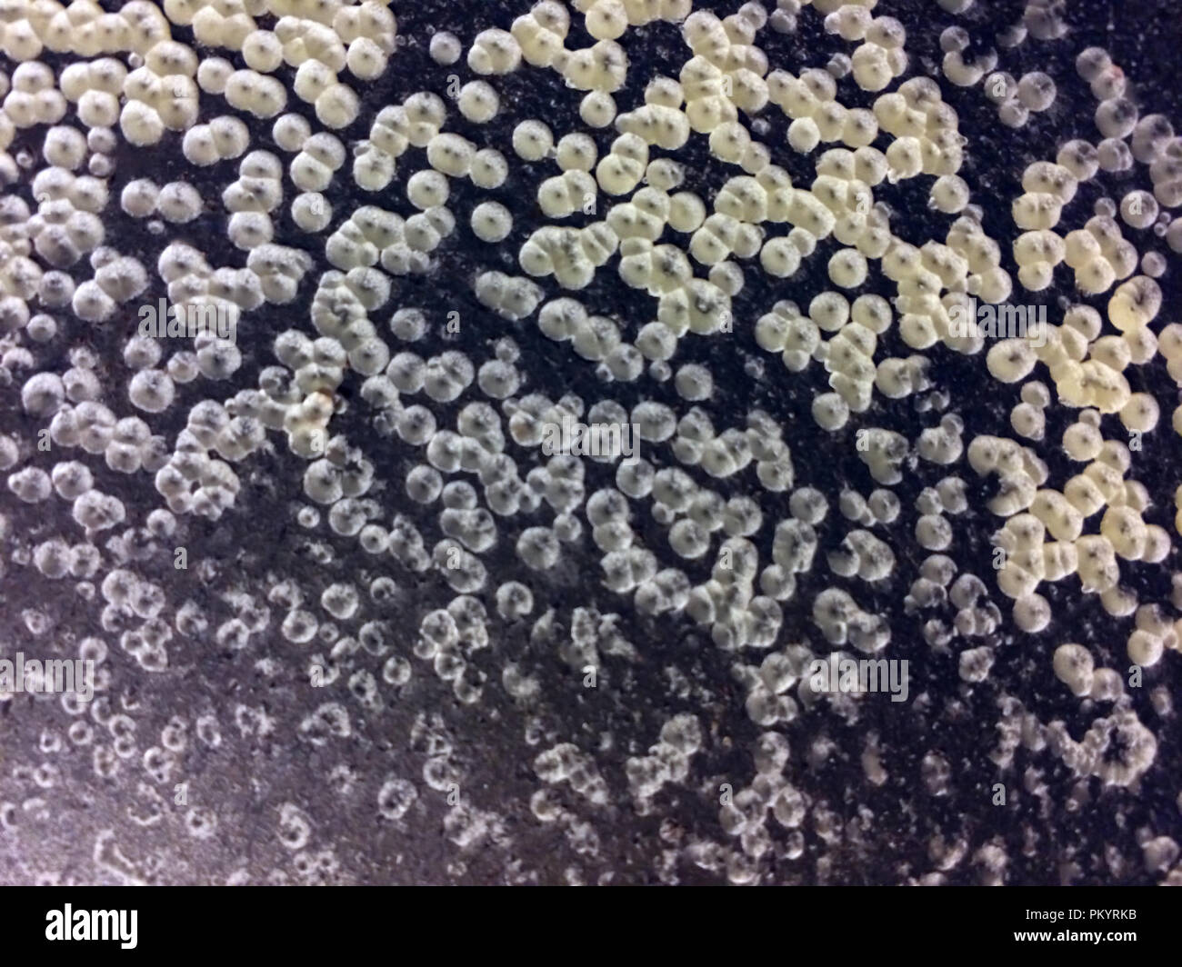 Mixture chemistry hi-res stock photography and images - Alamy