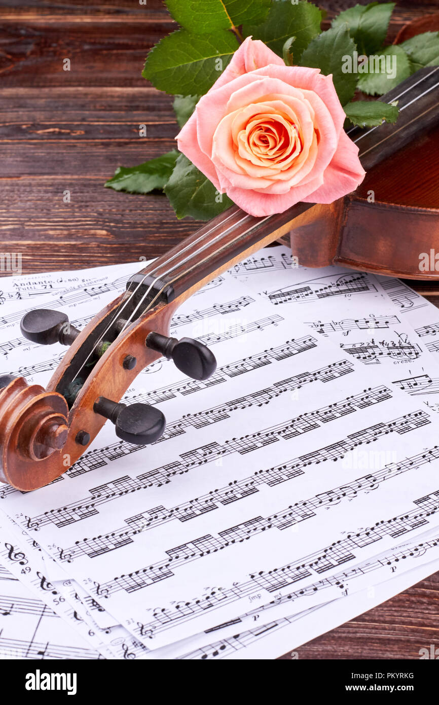 Pink rose on violin, vertical image Stock Photo - Alamy