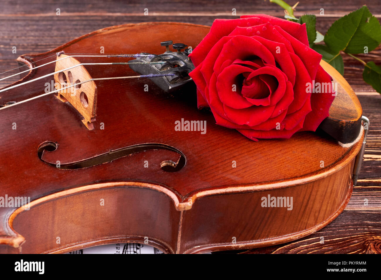 Violin red rose hi-res stock photography and images - Alamy