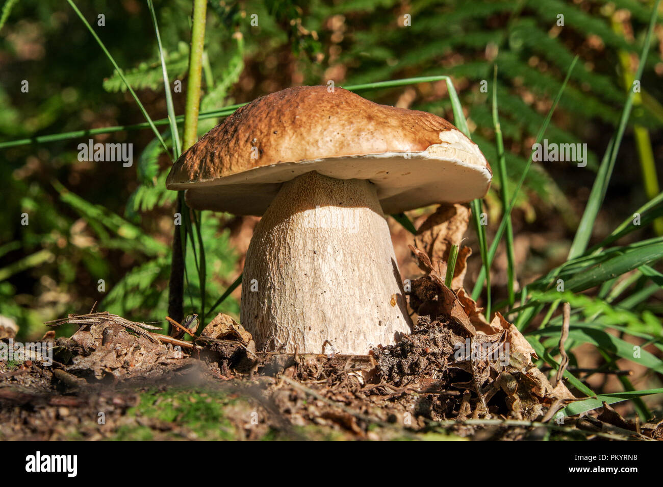 Chailey common nature reserve hi-res stock photography and images - Alamy