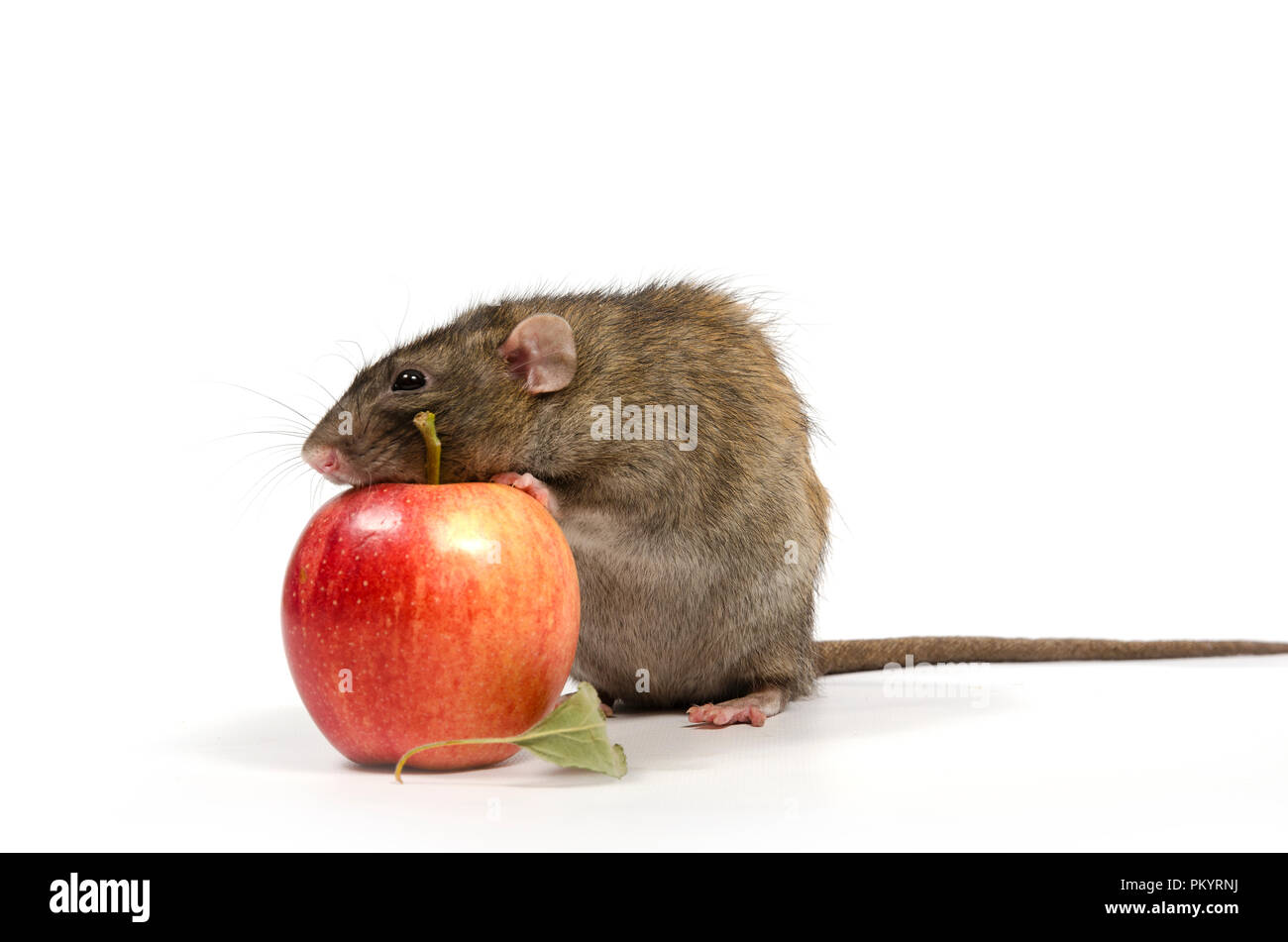 A rat and a red apple on a white background Stock Photo - Alamy
