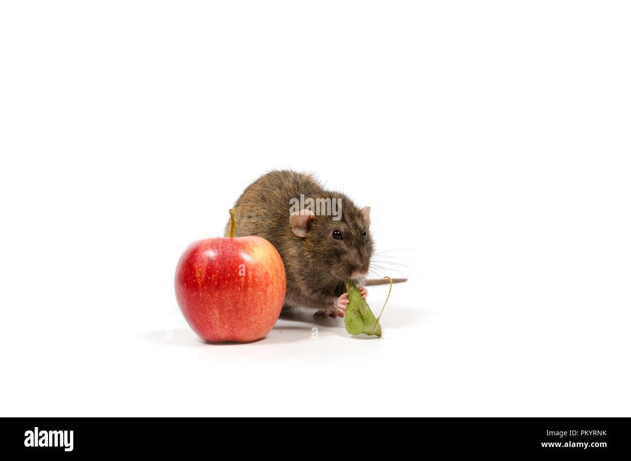 A rat and a red apple on a white background Stock Photo - Alamy