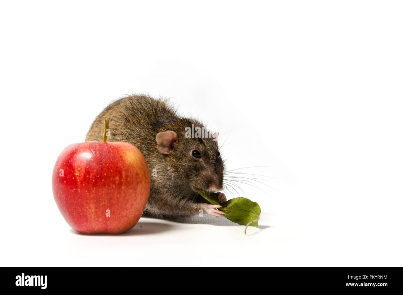 A rat and a red apple on a white background Stock Photo - Alamy