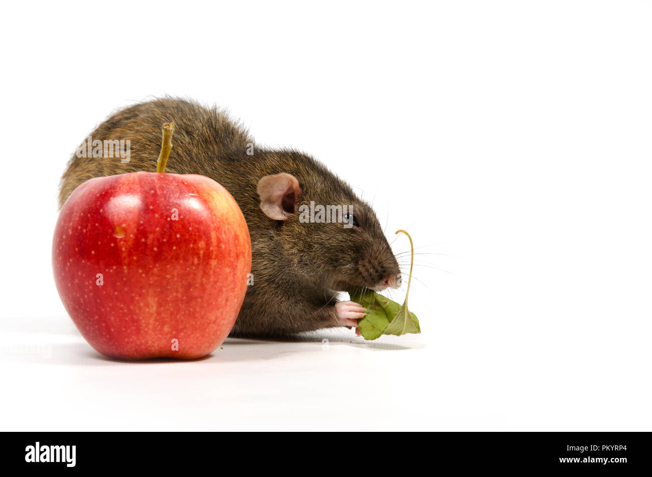 A rat and a red apple on a white background Stock Photo - Alamy