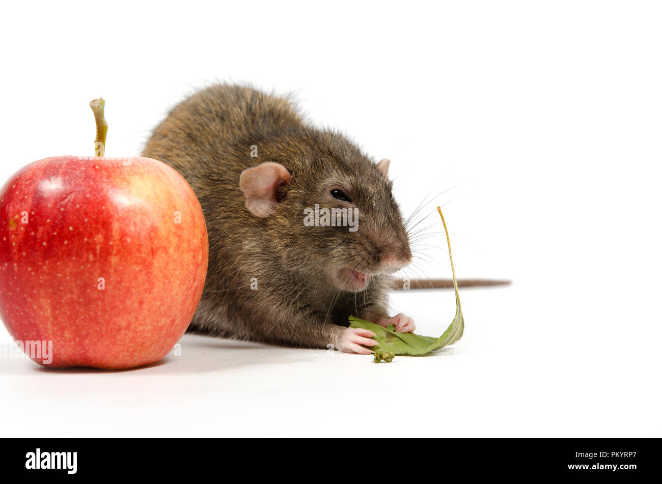 A rat and a red apple on a white background Stock Photo - Alamy