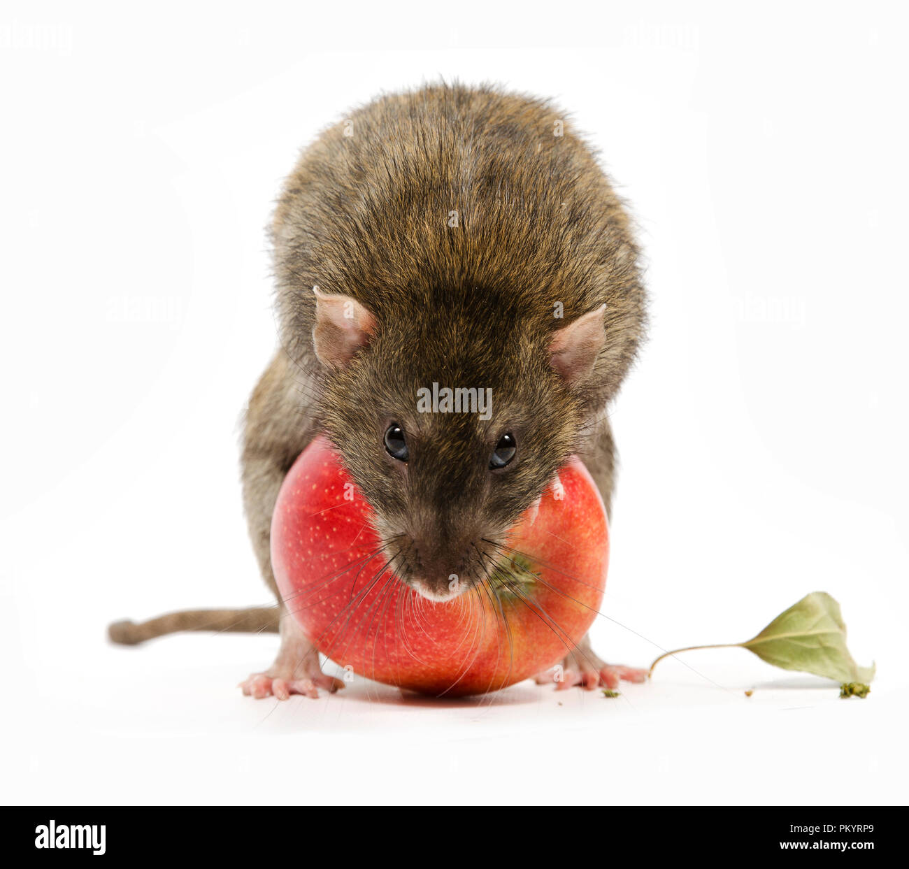 A rat and a red apple on a white background Stock Photo - Alamy