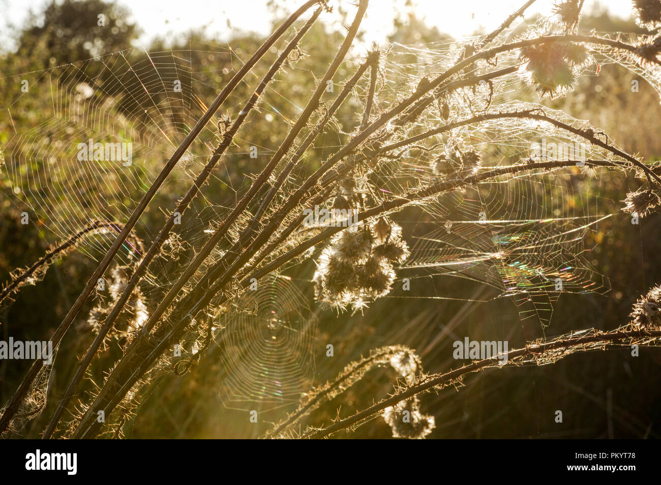 Autumnal spider webs in Chailey Common Nature Reserve, West Sussex ...