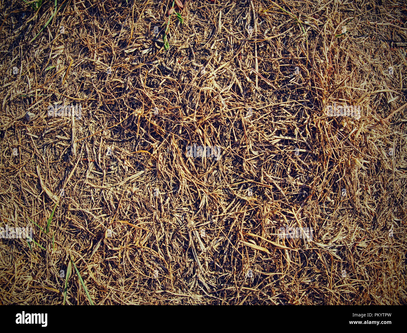 Infertile ground with burnt dry grass stalks. Cracks caused by extreme ...