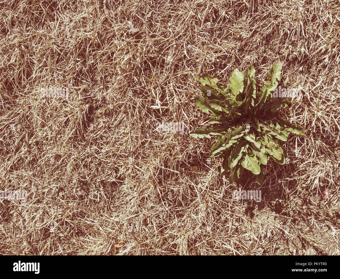 Extreme hot summer without any rain. Burnt grass in meadow. Dry cracked ...