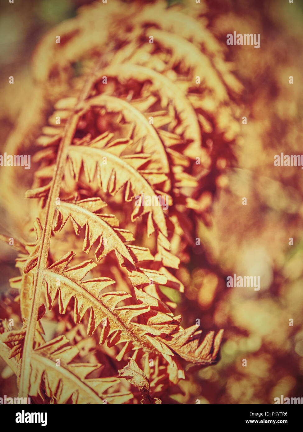 The most dryness year in history. Dry burnt dead fern stalks on dry ...
