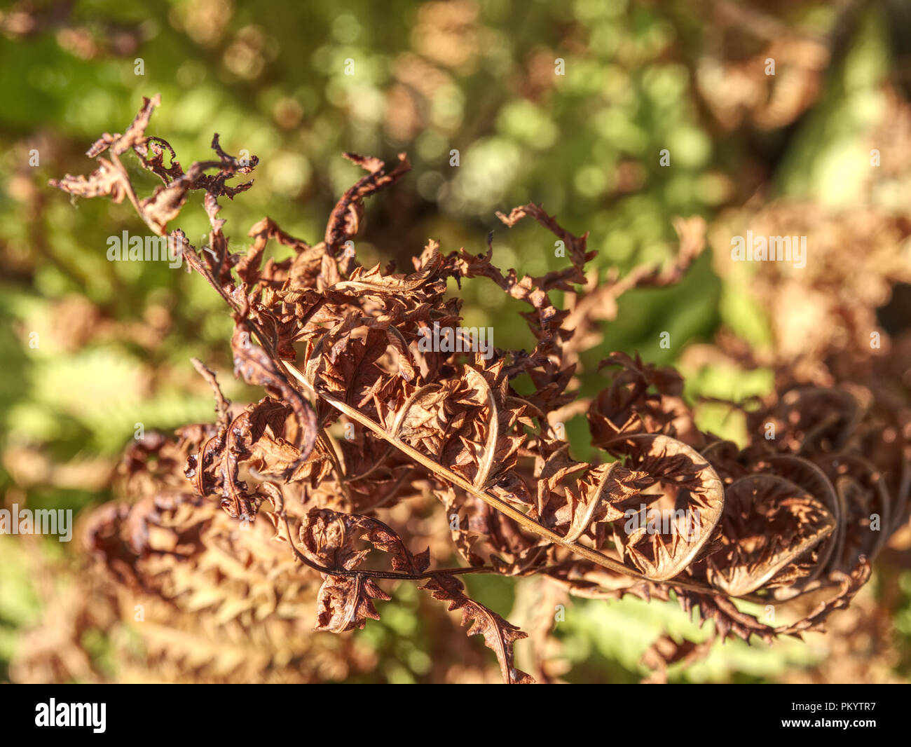 Dry orange stalk of fern. Extreme hot in forest without any rain ...