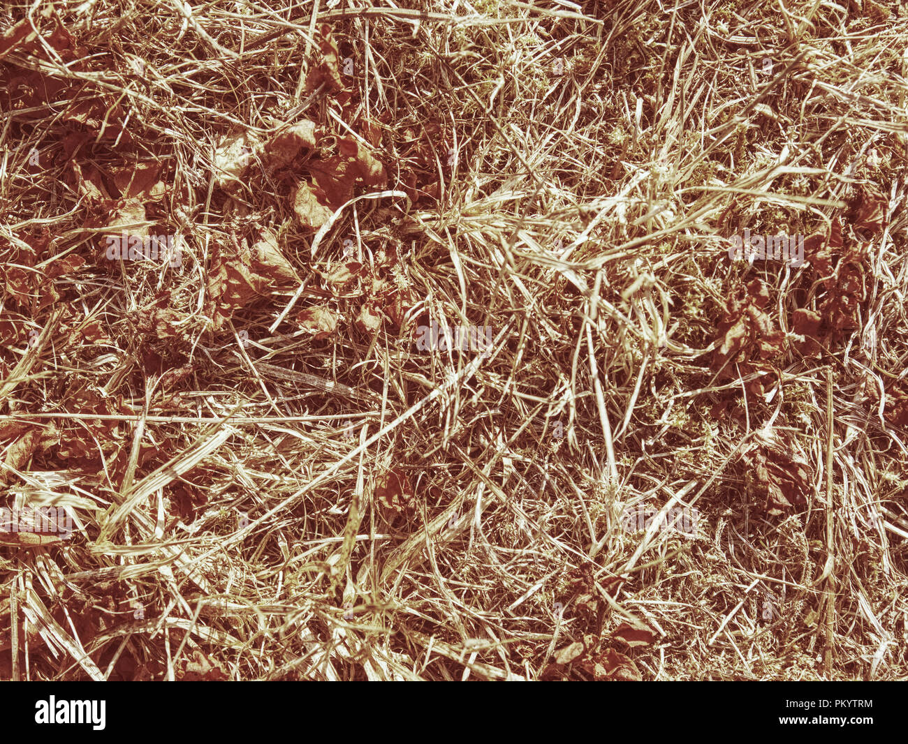 Environment drought. Dry grass in meadow doe to extreme dryness. Human ...