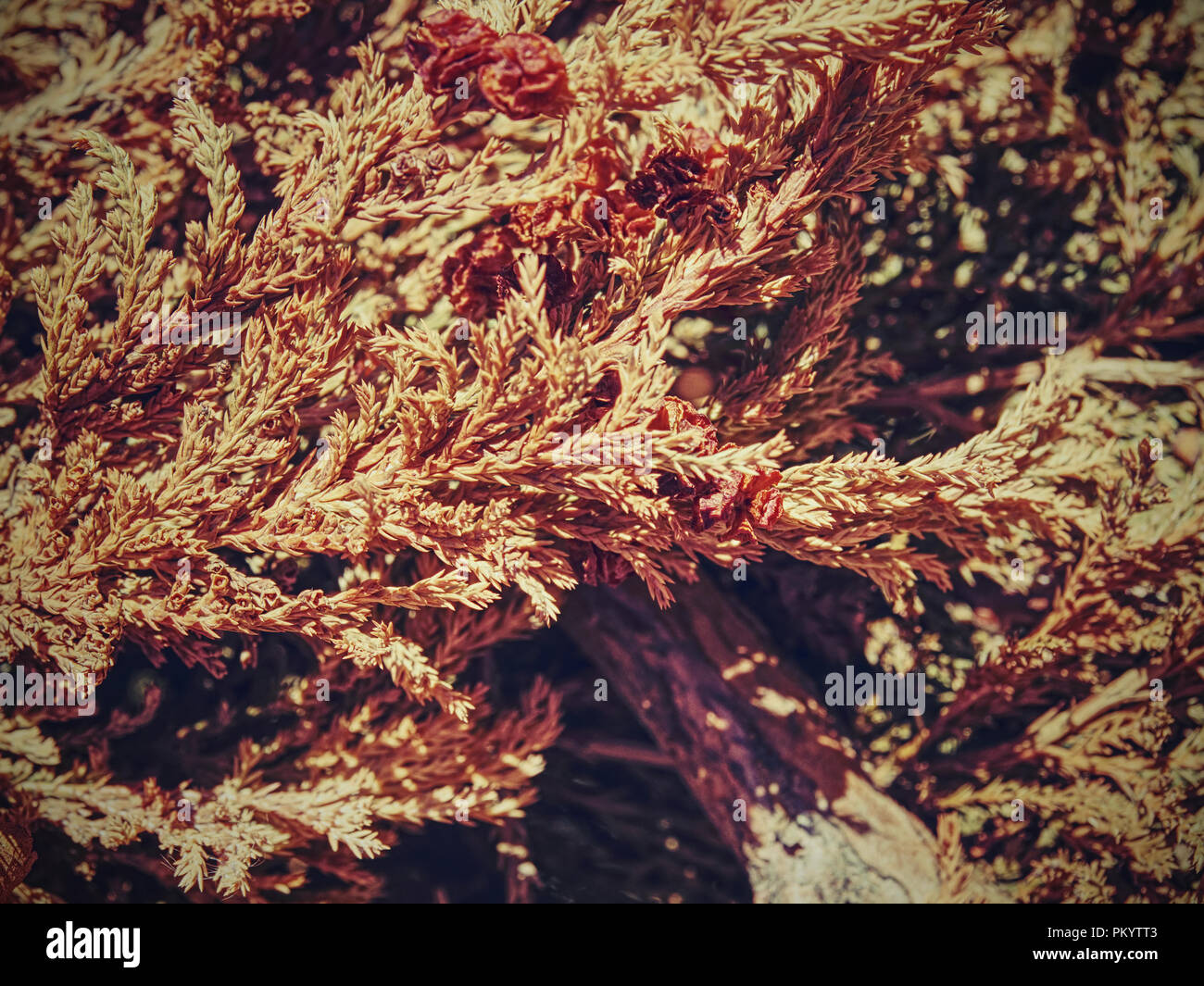 Dry fern stalks and dead twigs on dry forest background. The dryness ...