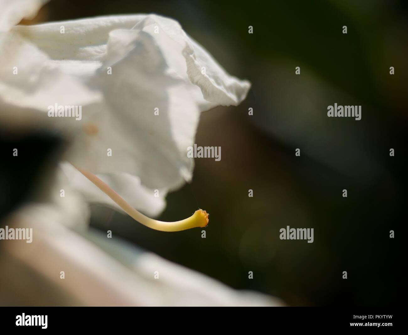 Detail of white azalea flower blossom. Nice flowering of Azalea. Snow ...