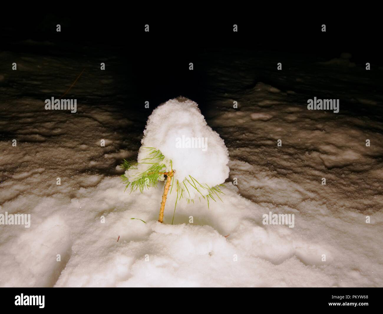 Tree covered with sticky wet snow. Walk in winter darkness, cold silent ...