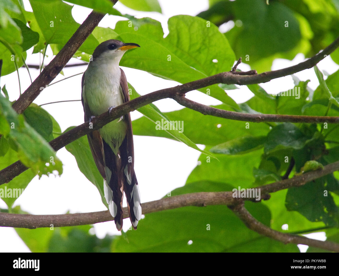 Yellow-billed Cuckoo :: Coccyzus americanus Stock Photo - Alamy
