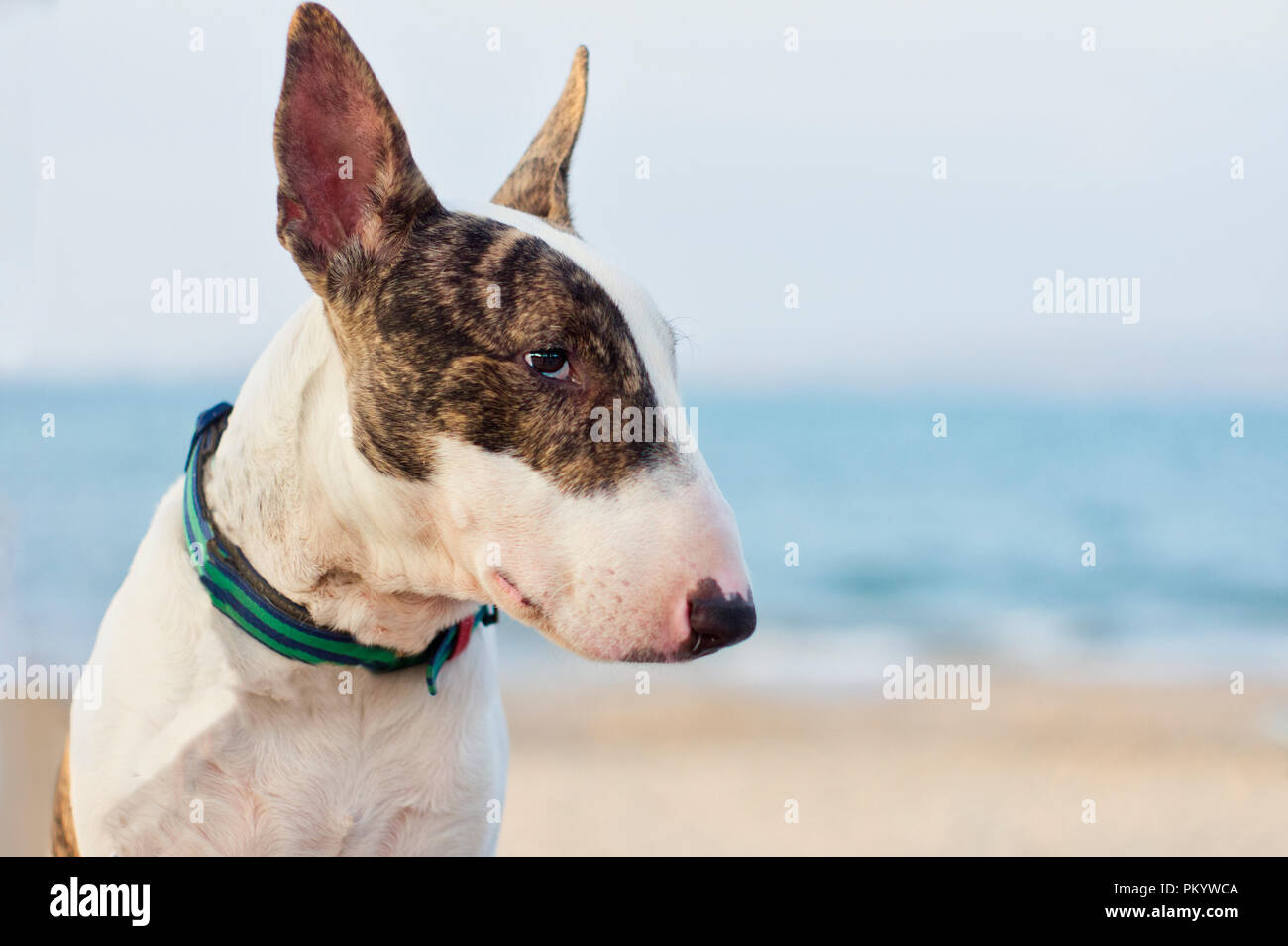 White bull dog eye hi-res stock photography and images - Alamy
