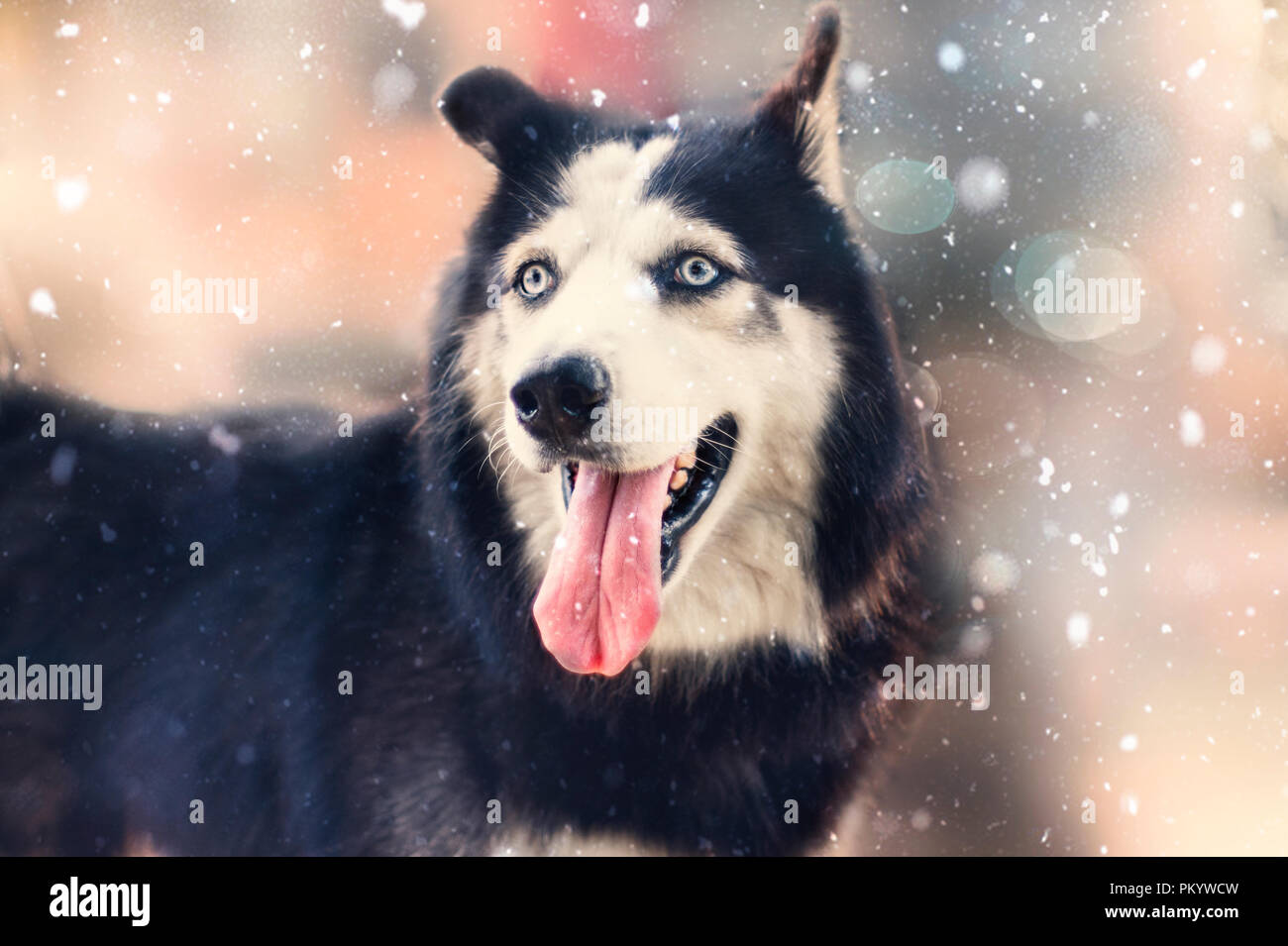 portrait of siberian husky dog with unfocused pink color background and ...