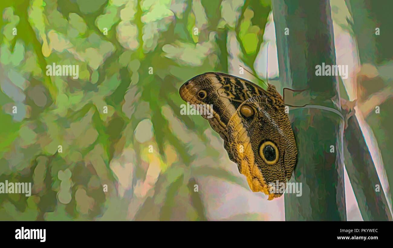 Butterfly wonderland arizona hi-res stock photography and images - Alamy