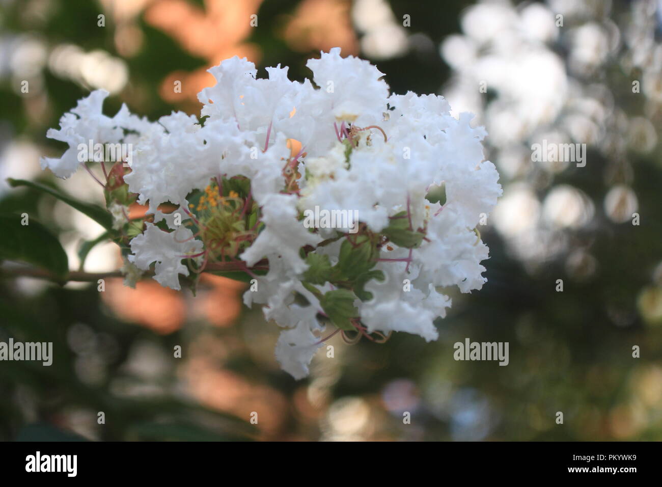 white flowers on Sunday Stock Photo - Alamy