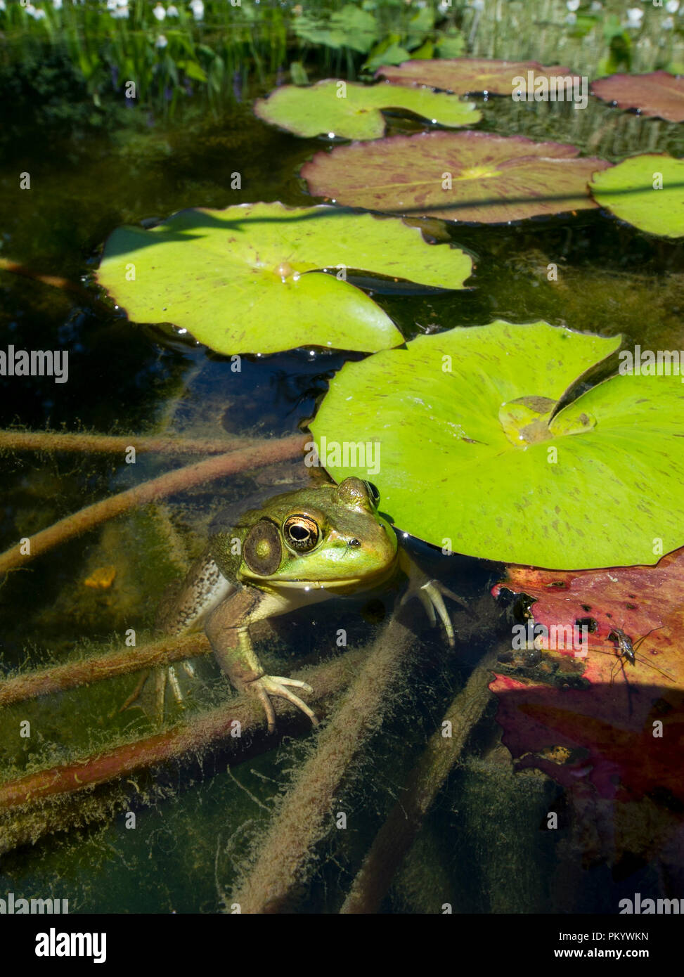 Green Frog :: Rana clamitans Stock Photo - Alamy