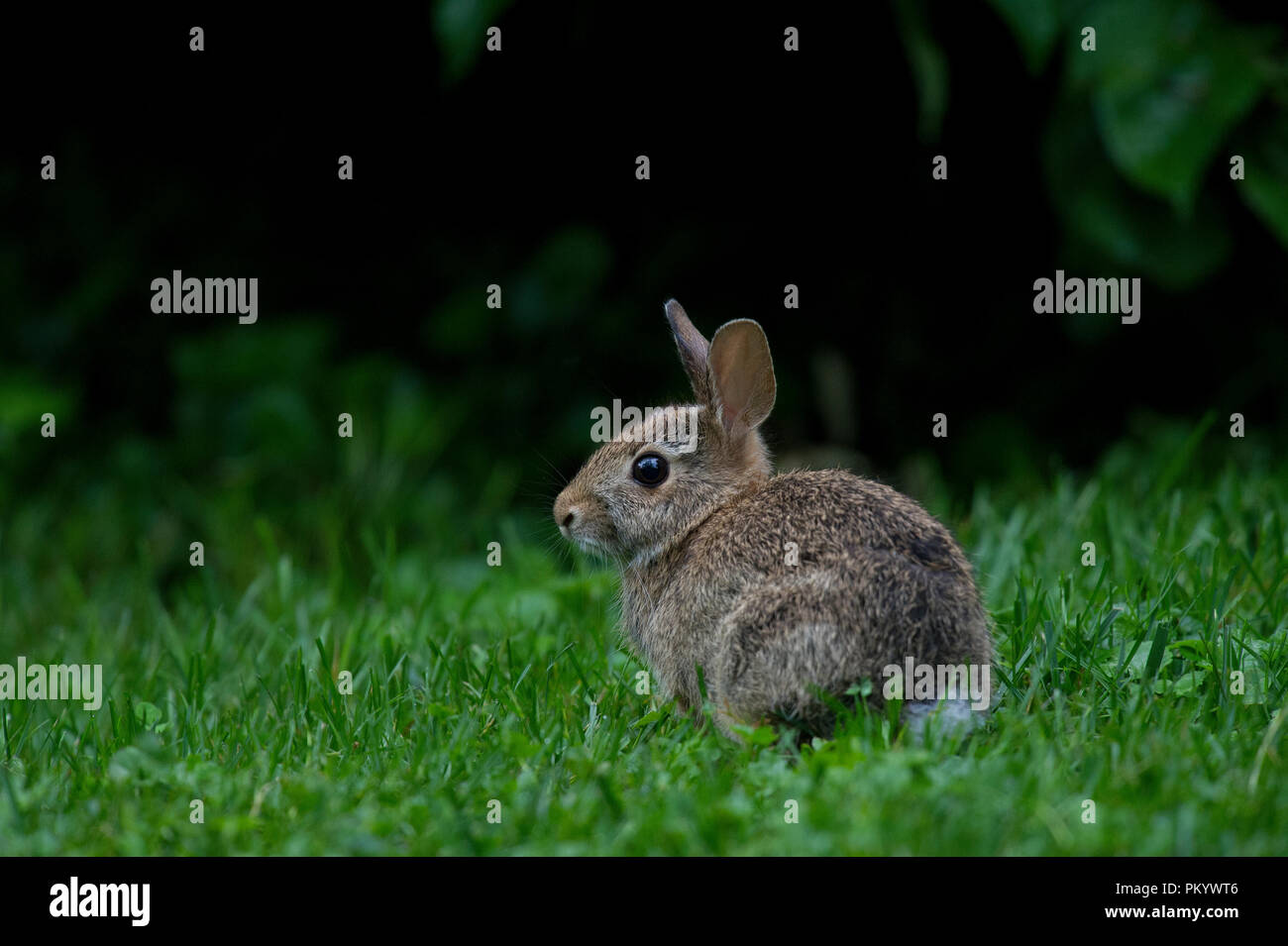 Eastern cottontail Rabbit Stock Photo - Alamy