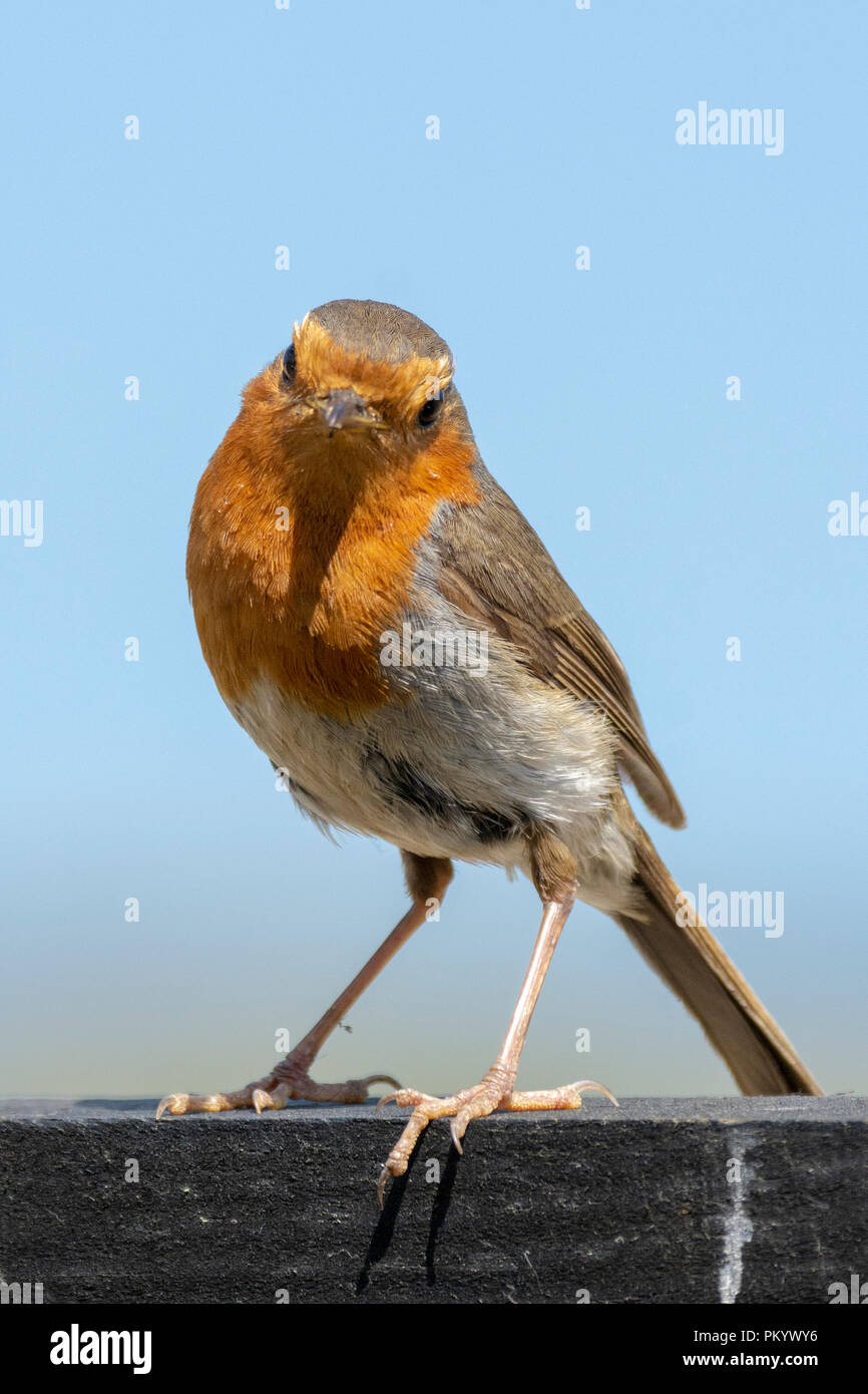 Robin sitting on fence hi-res stock photography and images - Alamy