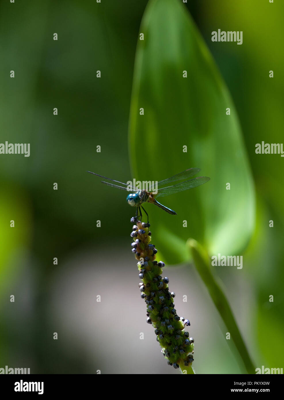 Feature pond habitat wildlife hi-res stock photography and images - Alamy