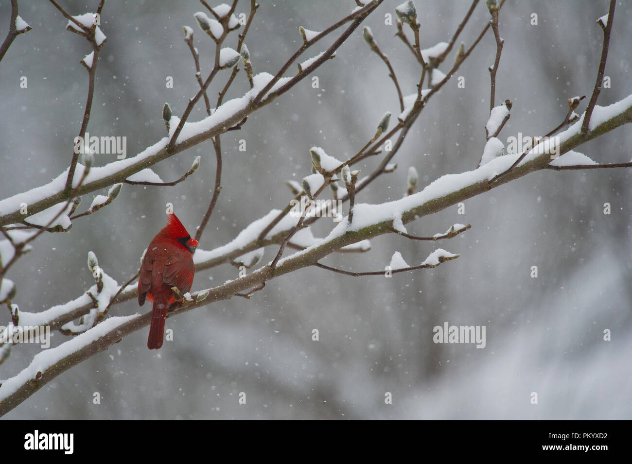 Northern Cardinal :: Cardinalis cardinalis Stock Photo - Alamy