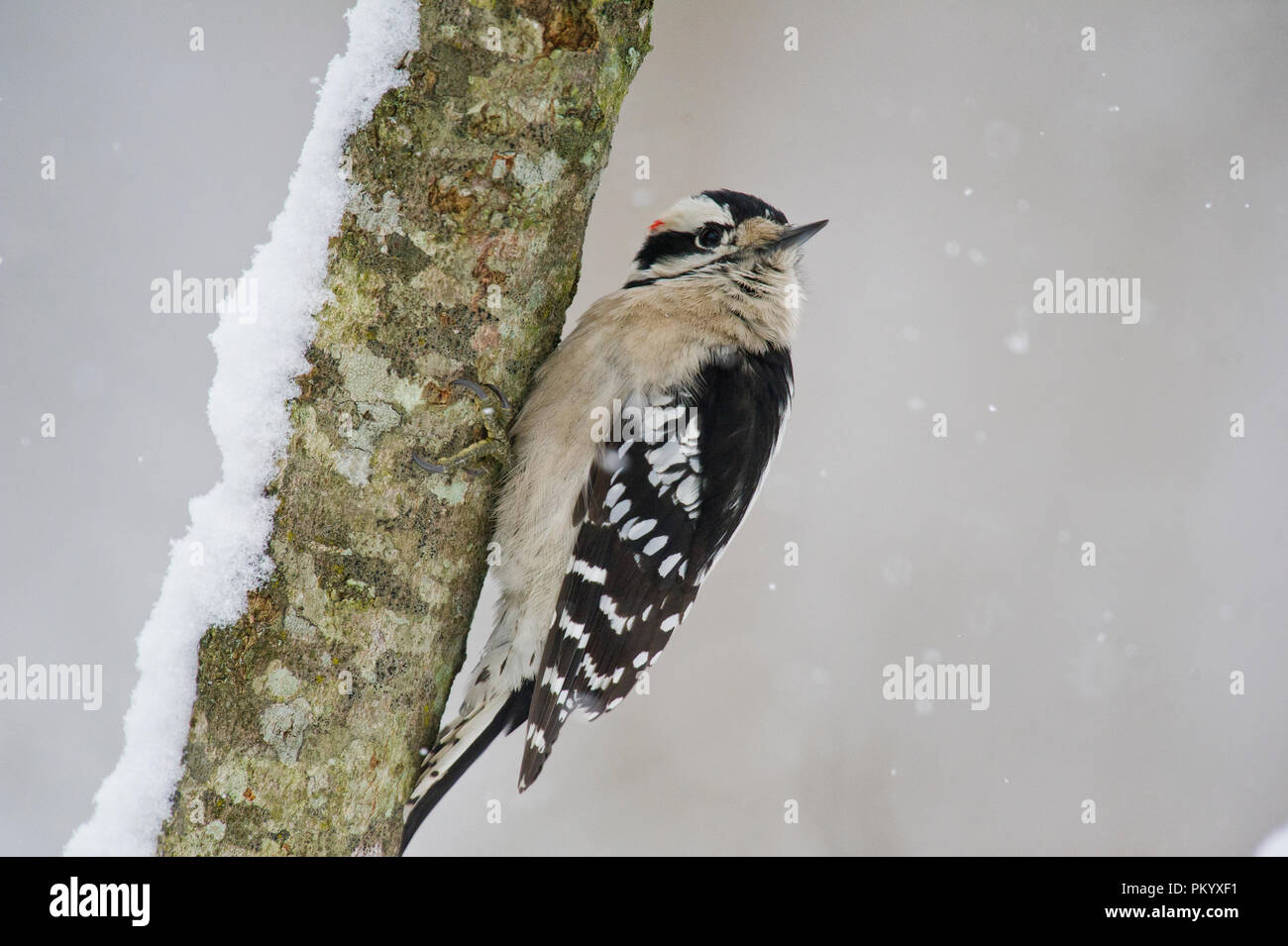 Downey Woodpecker :: Picoides pubescens Stock Photo - Alamy